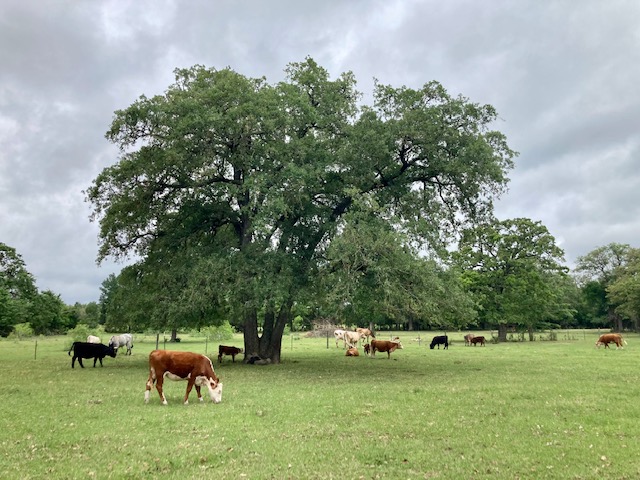 Farm Antics | Green Acres Farm & Home