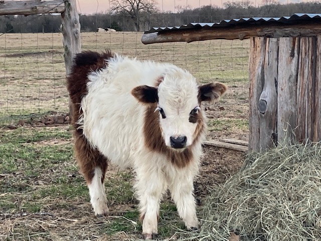 Miniature & Micro-Miniature Cows for Sale | Green Acres Farm & Home