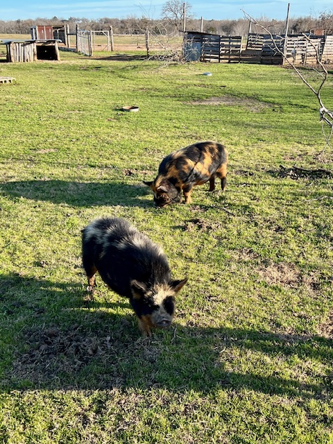 KuneKune Piglets & Pigs for Sale | Green Acres Farm & Home