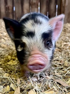 KuneKune Piglets & Pigs for Sale | Green Acres Farm & Home