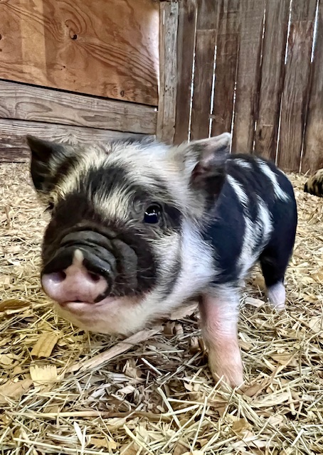 KuneKune Piglets & Pigs for Sale | Green Acres Farm & Home
