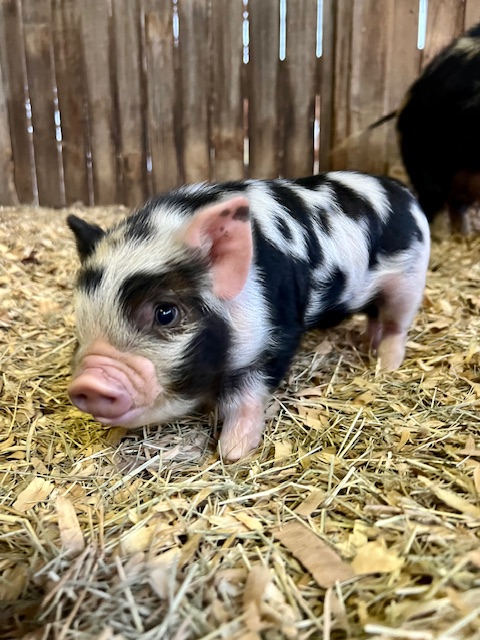 KuneKune Piglets & Pigs for Sale | Green Acres Farm & Home