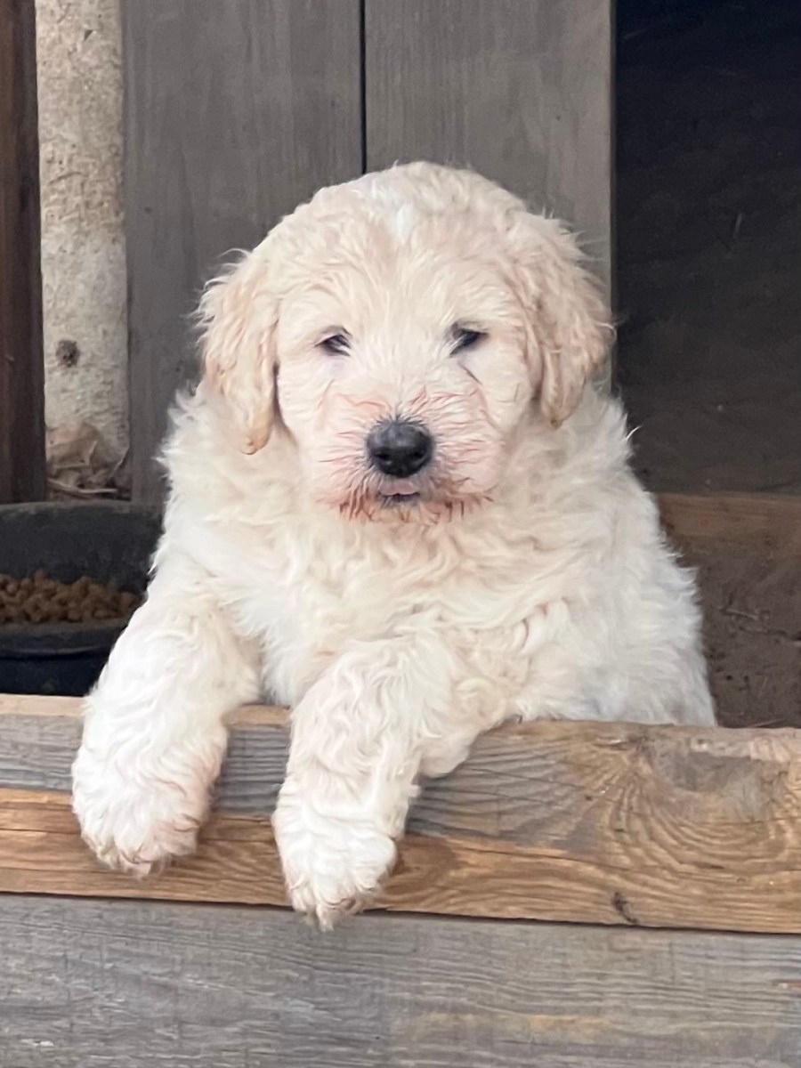 Green Acres Pyredoodles | Green Acres Farm & Home